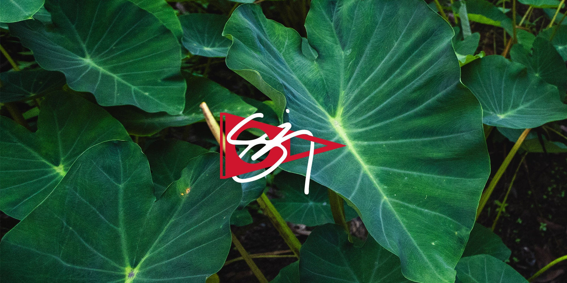 Sig Zane – Florence Marine X